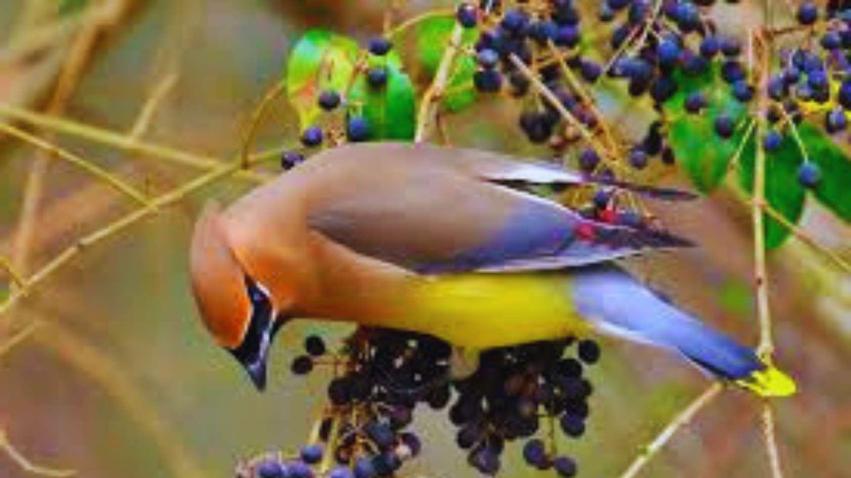 5 Astonishing Facts About Cedar Waxwing Calls Revealed! - Chirper Birds