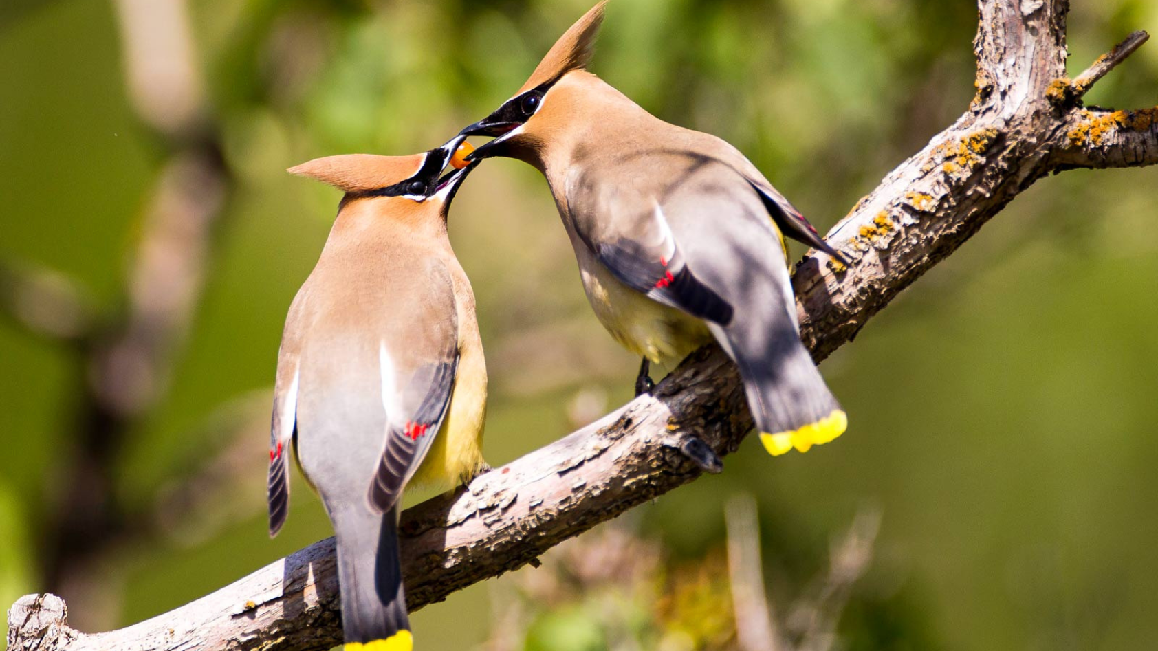 5 Astonishing Facts About Cedar Waxwing Calls Revealed! - Chirper Birds