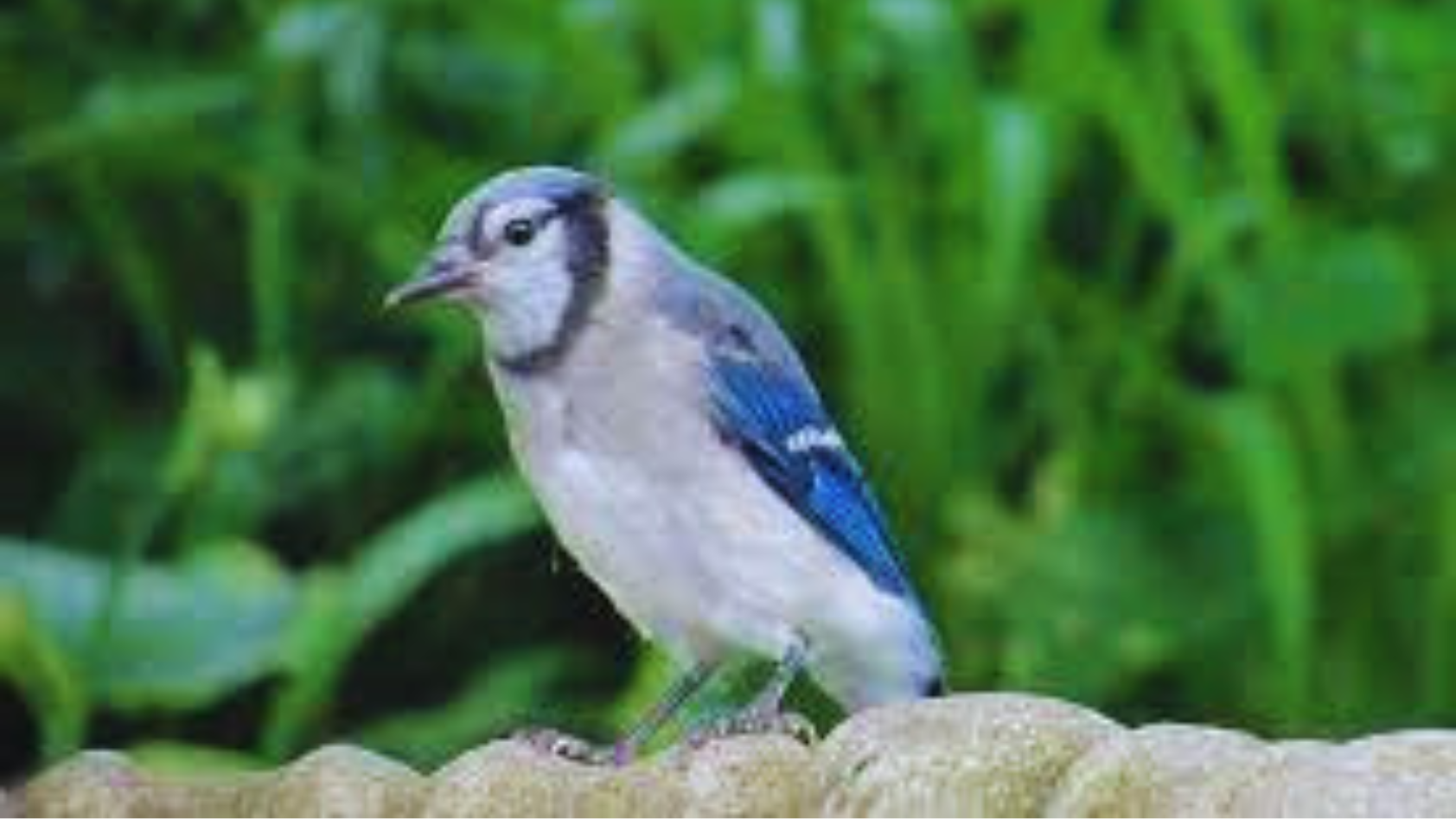 Do Blue Jays Migrate? 5 Amazing Facts About Blue Jays' Migration ...