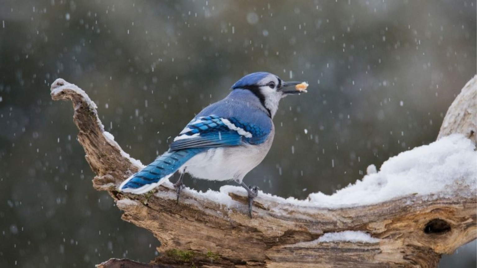 What Sound Does A Blue Jay Make? Captivating Calls Of The Colorful ...