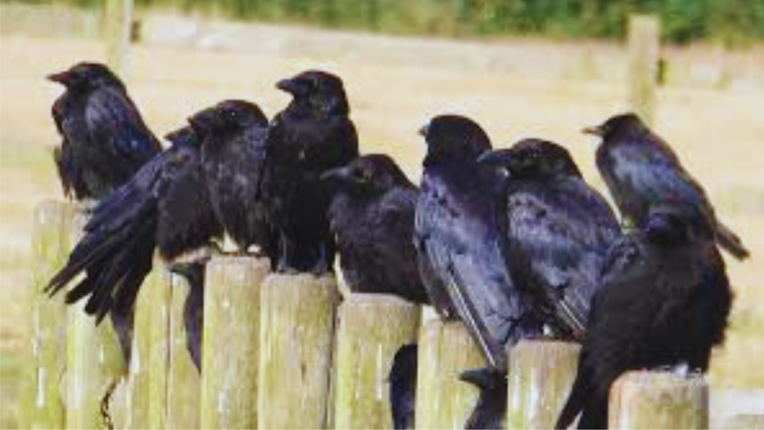 5 Astonishing Congregation: What's a Group of Turkeys Called? - Chirper ...