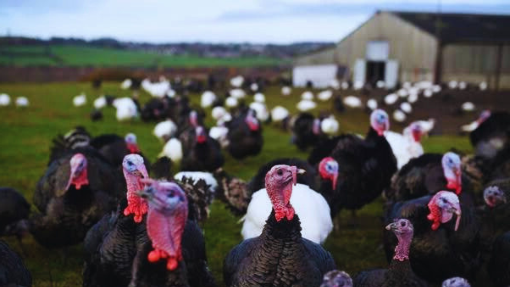 5 Astonishing Congregation: What's a Group of Turkeys Called? - Chirper ...