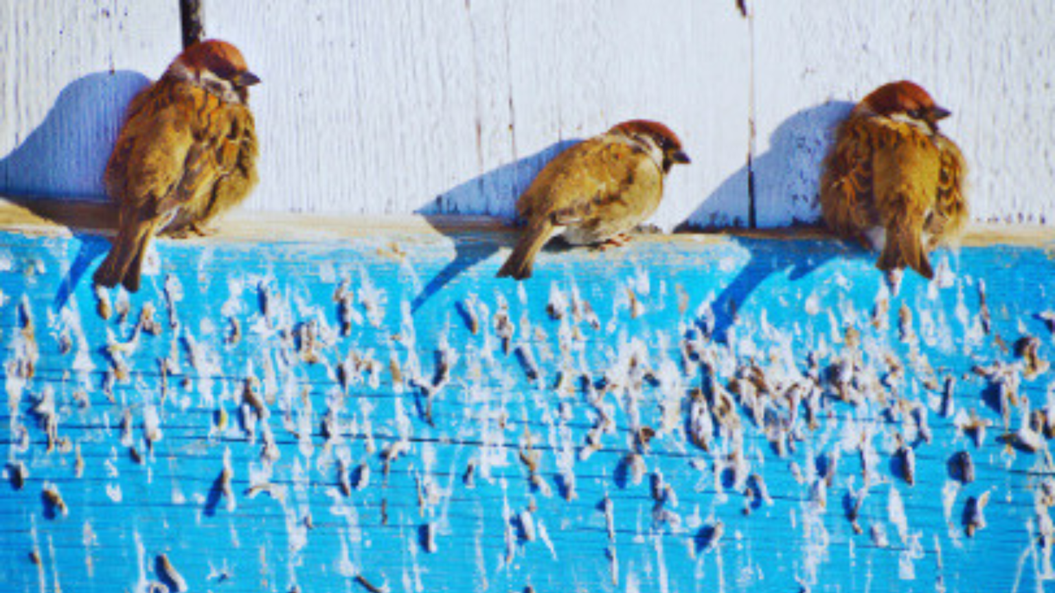How Often Do Birds Poop? 5 Surprising Truth Revealed! - Chirper Birds