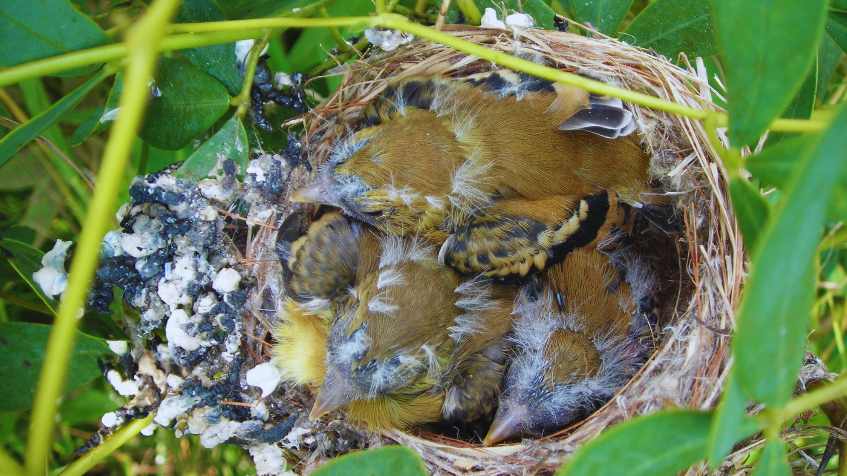 How Often Do Birds Poop? 5 Surprising Truth Revealed! - Chirper Birds