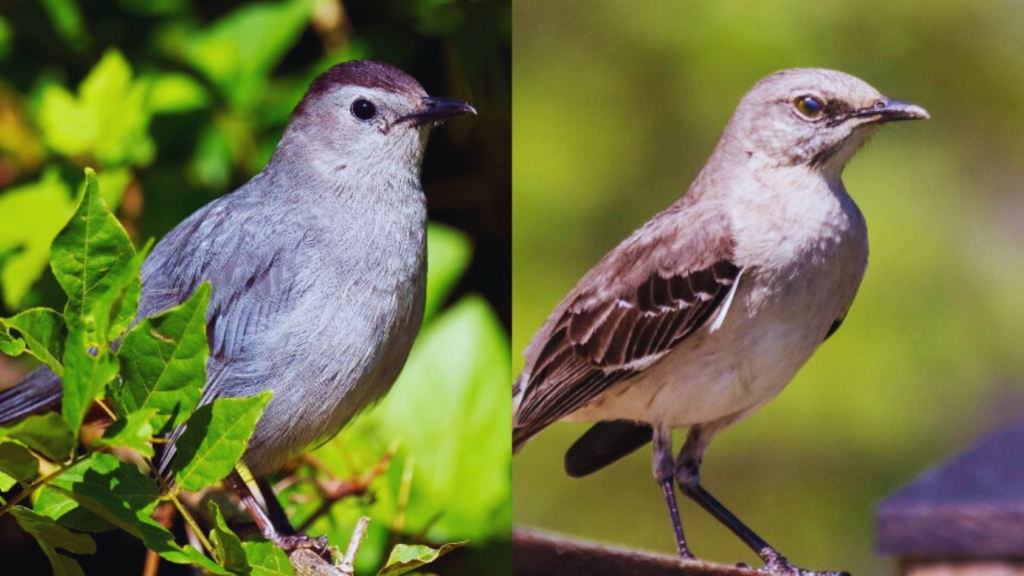 Mockingbird Vs Catbird: A Tale Of Two Songsters And Their Unique Tunes ...