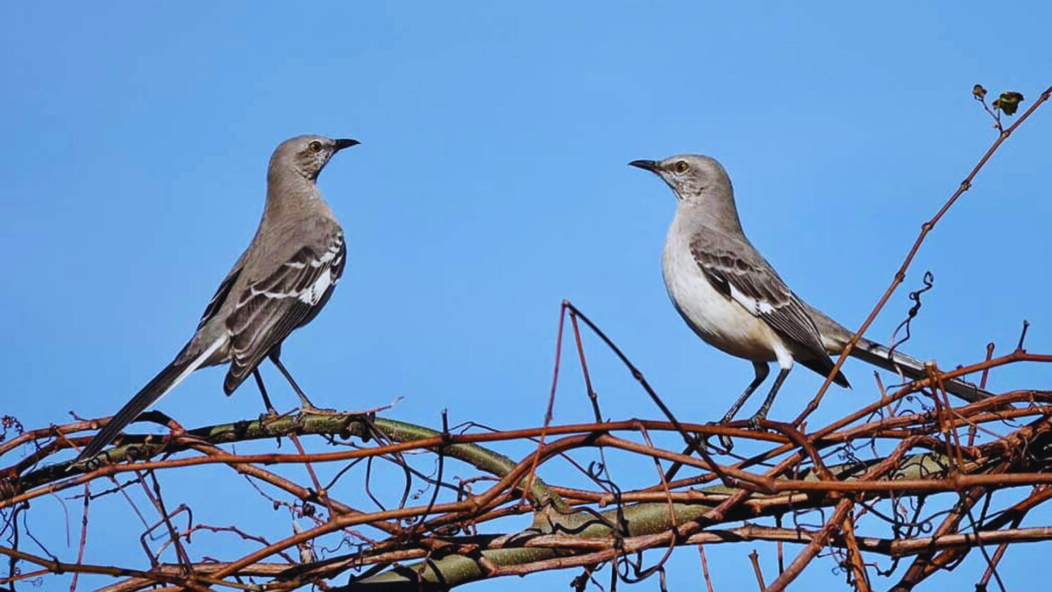 Mockingbird Vs Catbird: A Tale Of Two Songsters And Their Unique Tunes ...