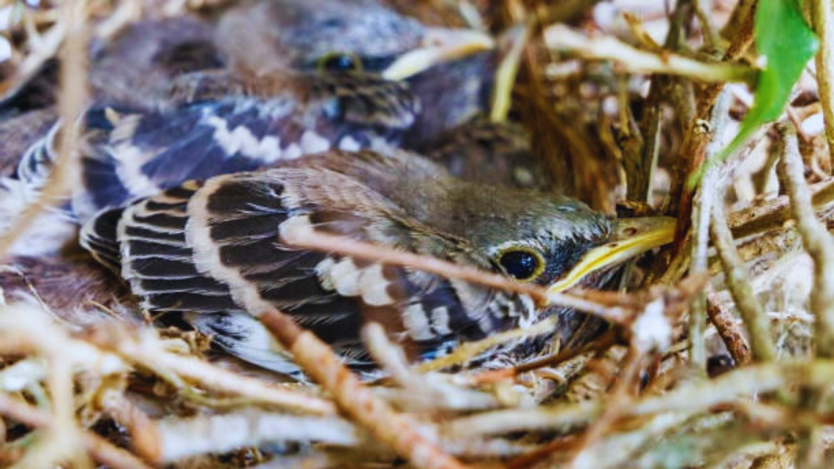 7 Surprising Facts About Mockingbird Eggs! - Chirper Birds