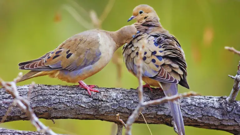 5 Surprising Meanings Behind Mourning Dove Symbolism - Chirper Birds