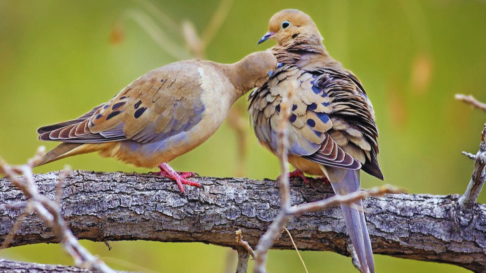 5 Surprising Meanings Behind Mourning Dove Symbolism - Chirper Birds