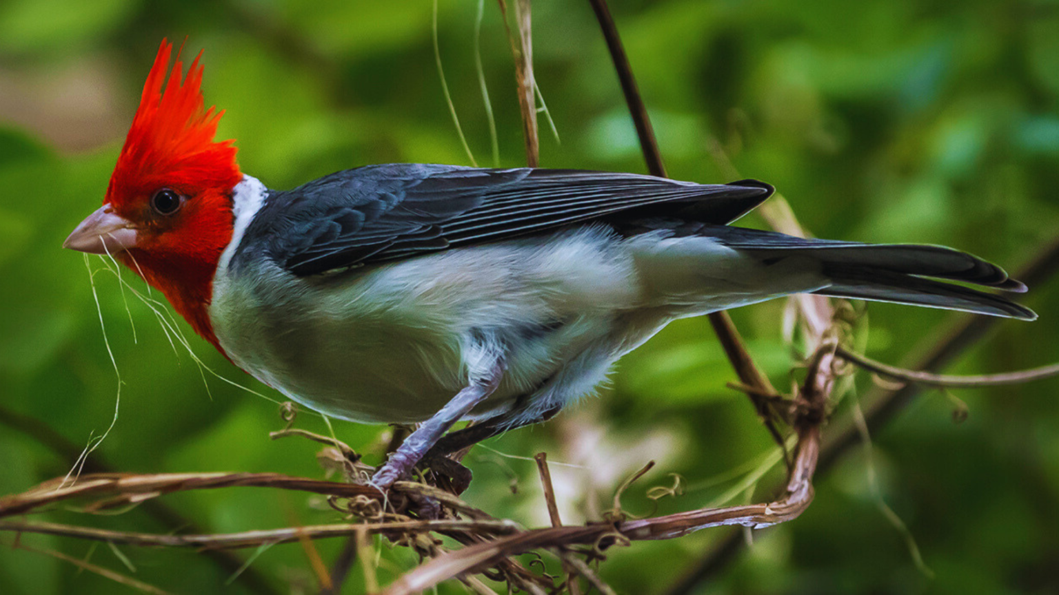 Hawaiian Birds Red Head: Top 11 Red Headed Birds in Hawaii! - Chirper Birds