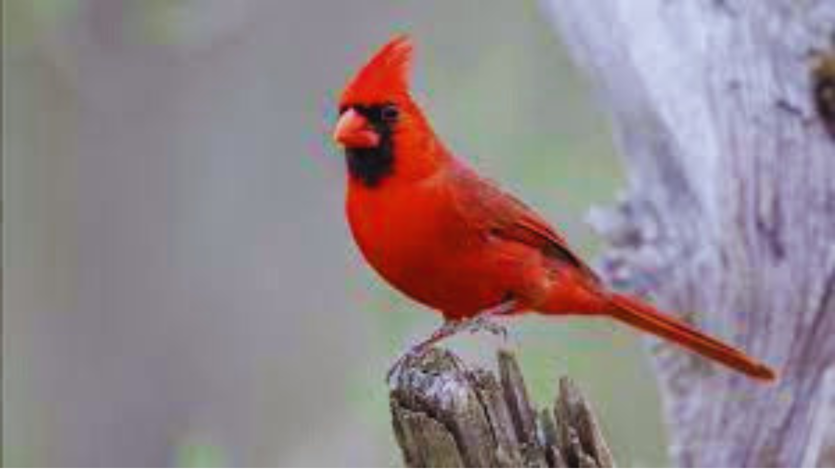 Hawaiian Birds Red Head: Top 11 Red Headed Birds in Hawaii! - Chirper Birds