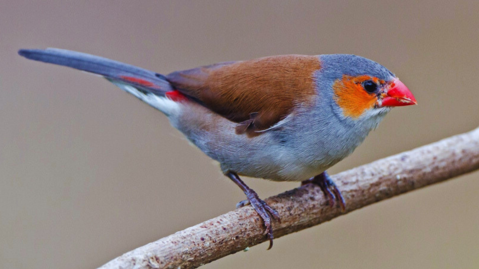 Hawaiian Birds Red Head: Top 11 Red Headed Birds in Hawaii! - Chirper Birds