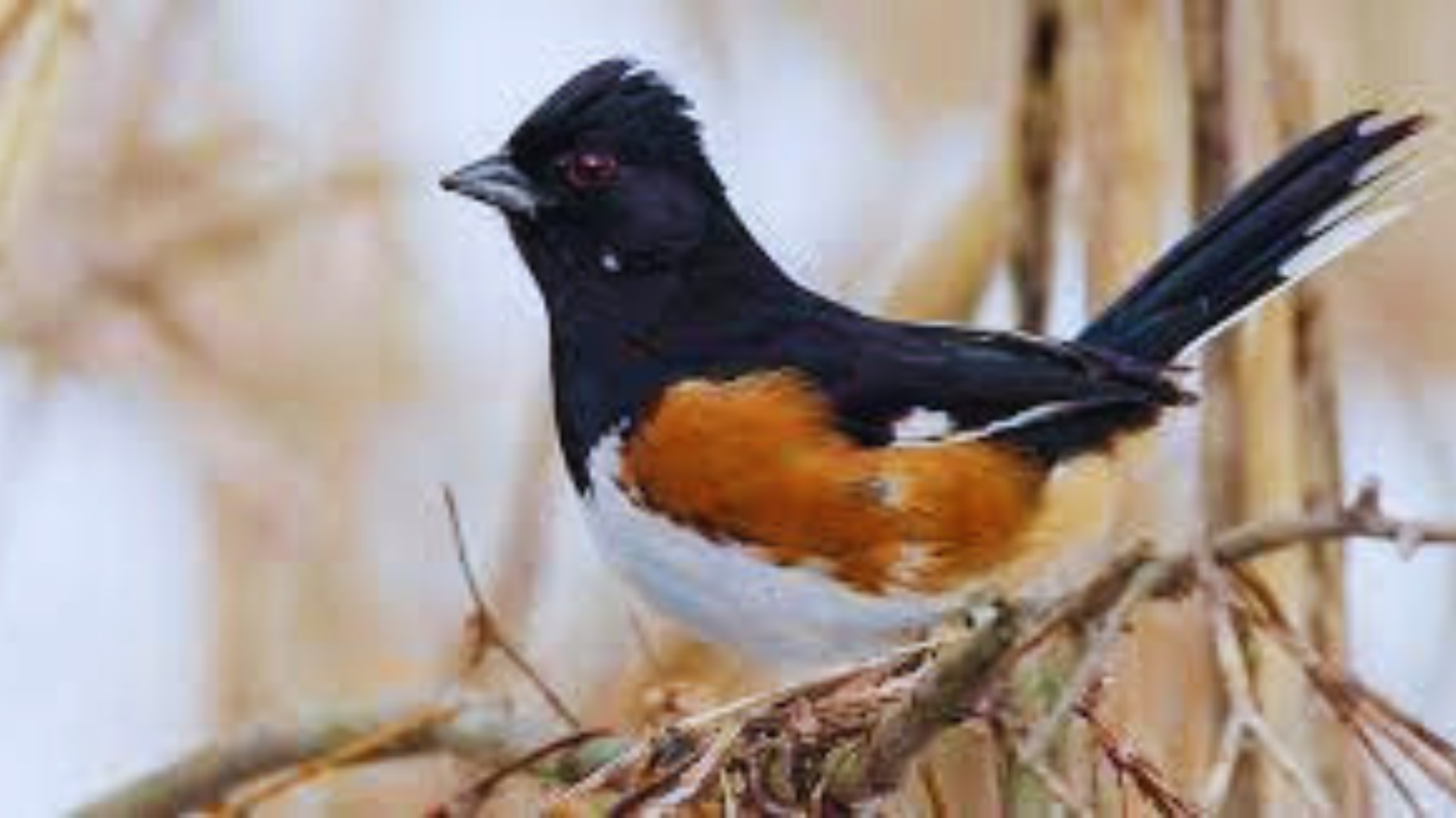 5 Astonishing Robin Sounds You Won't Believe Exist! - Chirper Birds