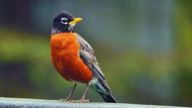 5 Astonishing Robin Sounds You Won't Believe Exist! - Chirper Birds