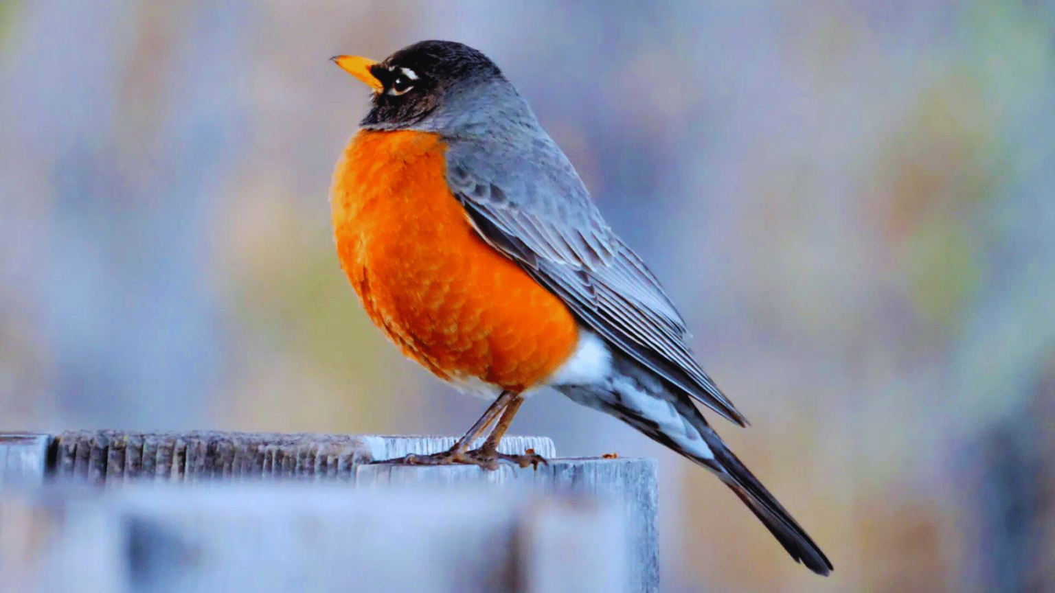 5 Astonishing Robin Sounds You Won't Believe Exist! - Chirper Birds