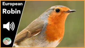 5 Astonishing Robin Sounds You Won't Believe Exist! - Chirper Birds