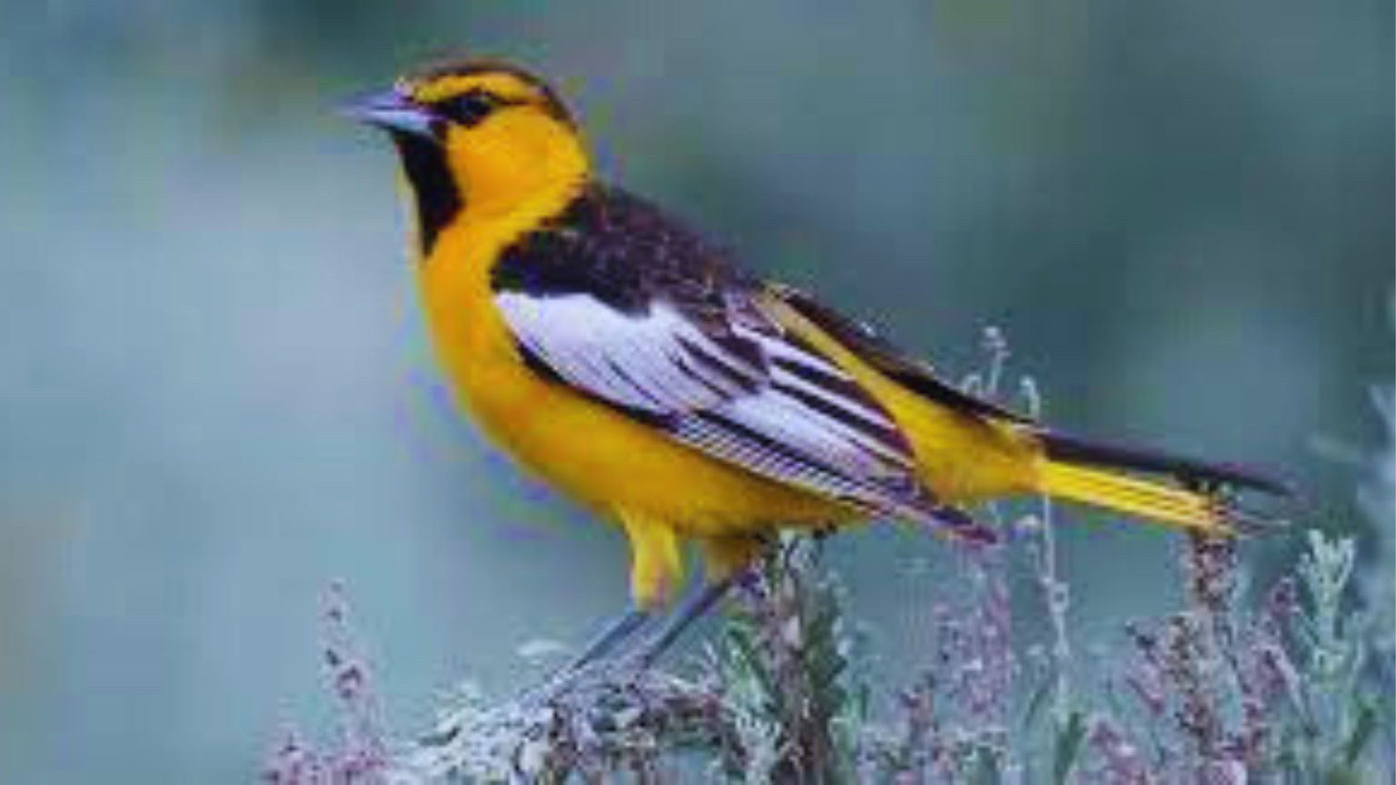 Baltimore Oriole Migration 2023: Witnessing The Spectacular Journey Of ...