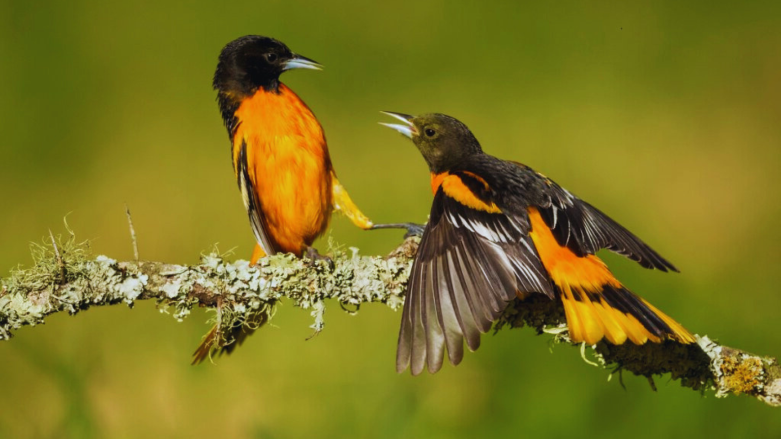 Sounds of an Oriole: 7 Songs That Will Move You Revel! - Chirper Birds