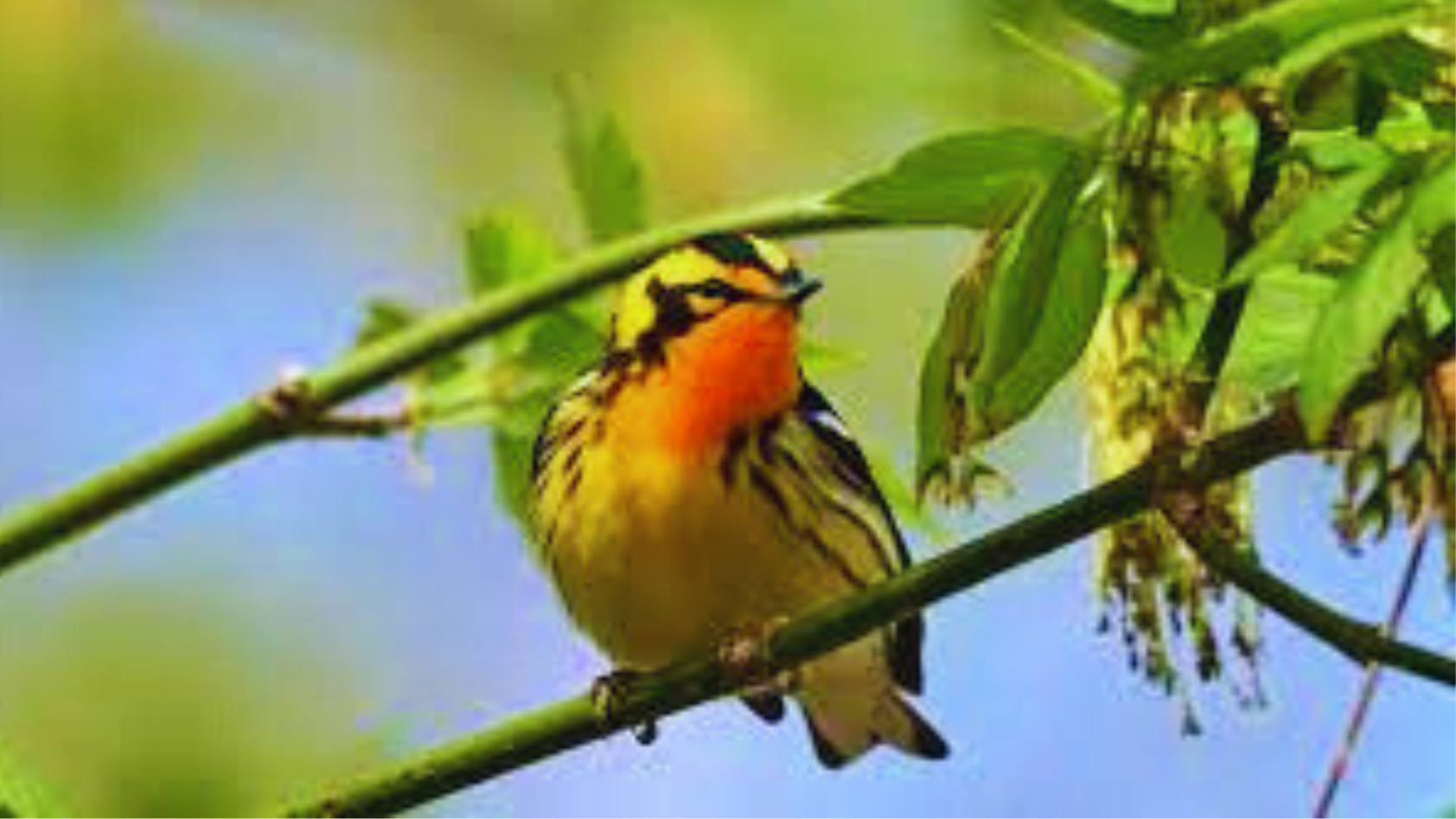 5 Mind-Blowing Facts About Warbler Sounds You Didn't Know! - Chirper Birds