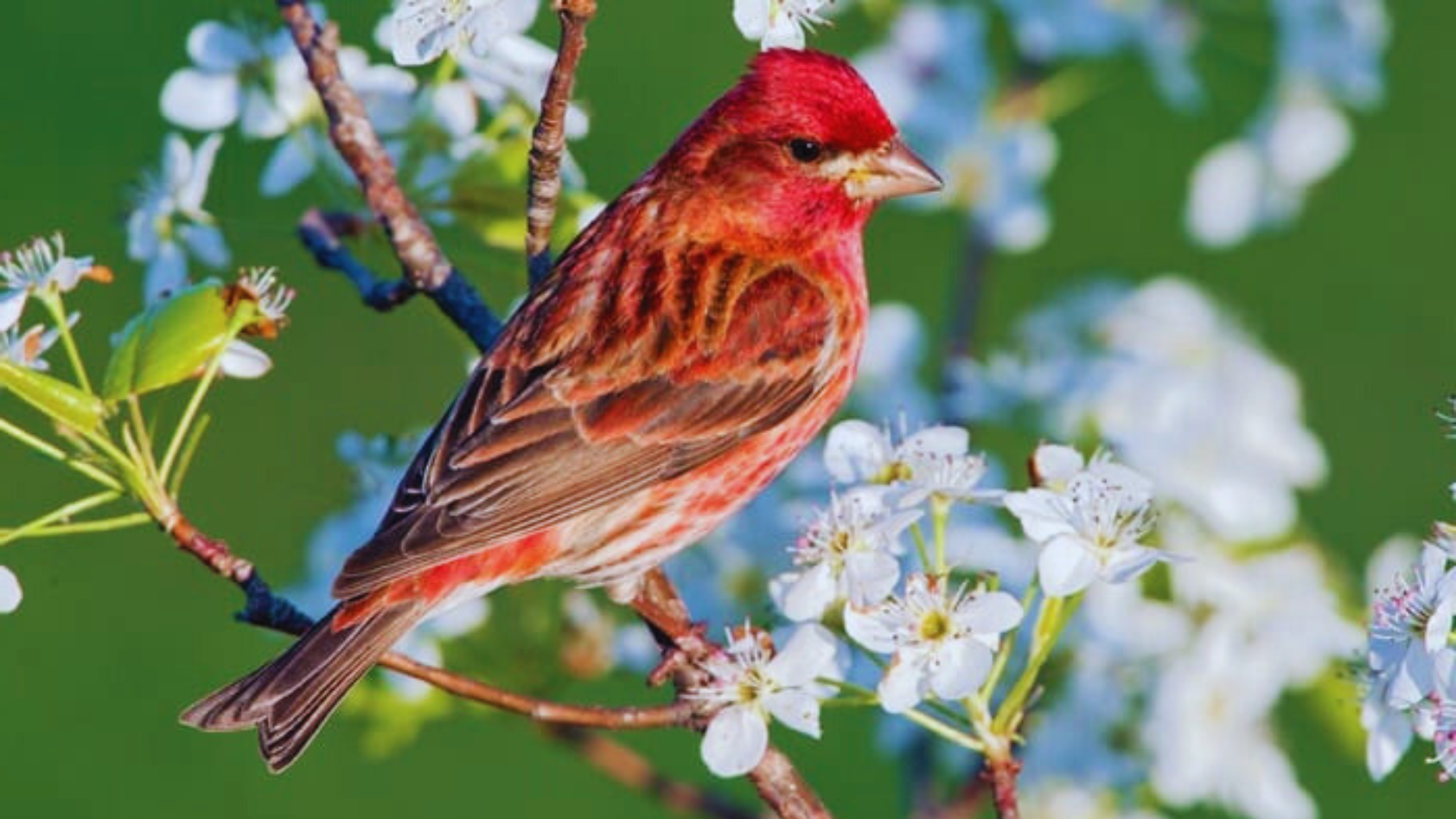 What Do Finches Eat? #1 Food Finches Crave for Happiness! - Chirper Birds