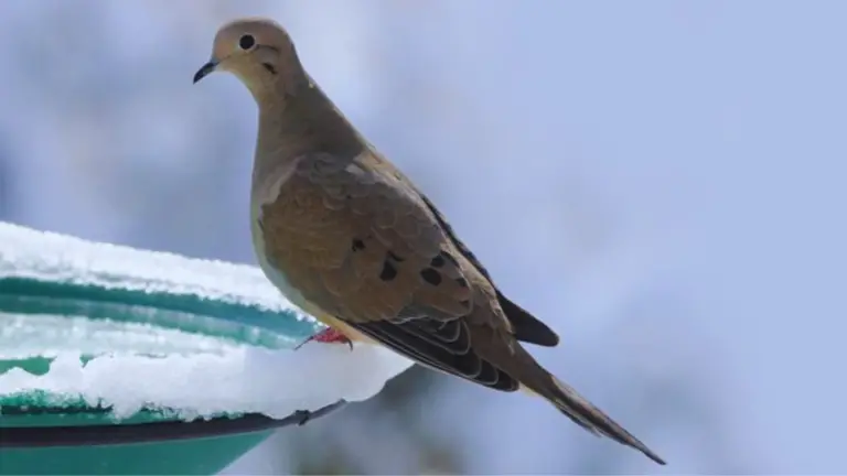 What Do Mourning Doves Eat? Exploring The Culinary Choices Of Peaceful ...