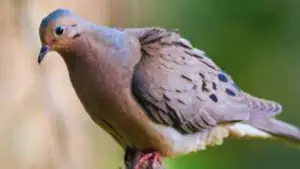 What Do Mourning Doves Eat? Exploring The Culinary Choices Of Peaceful ...