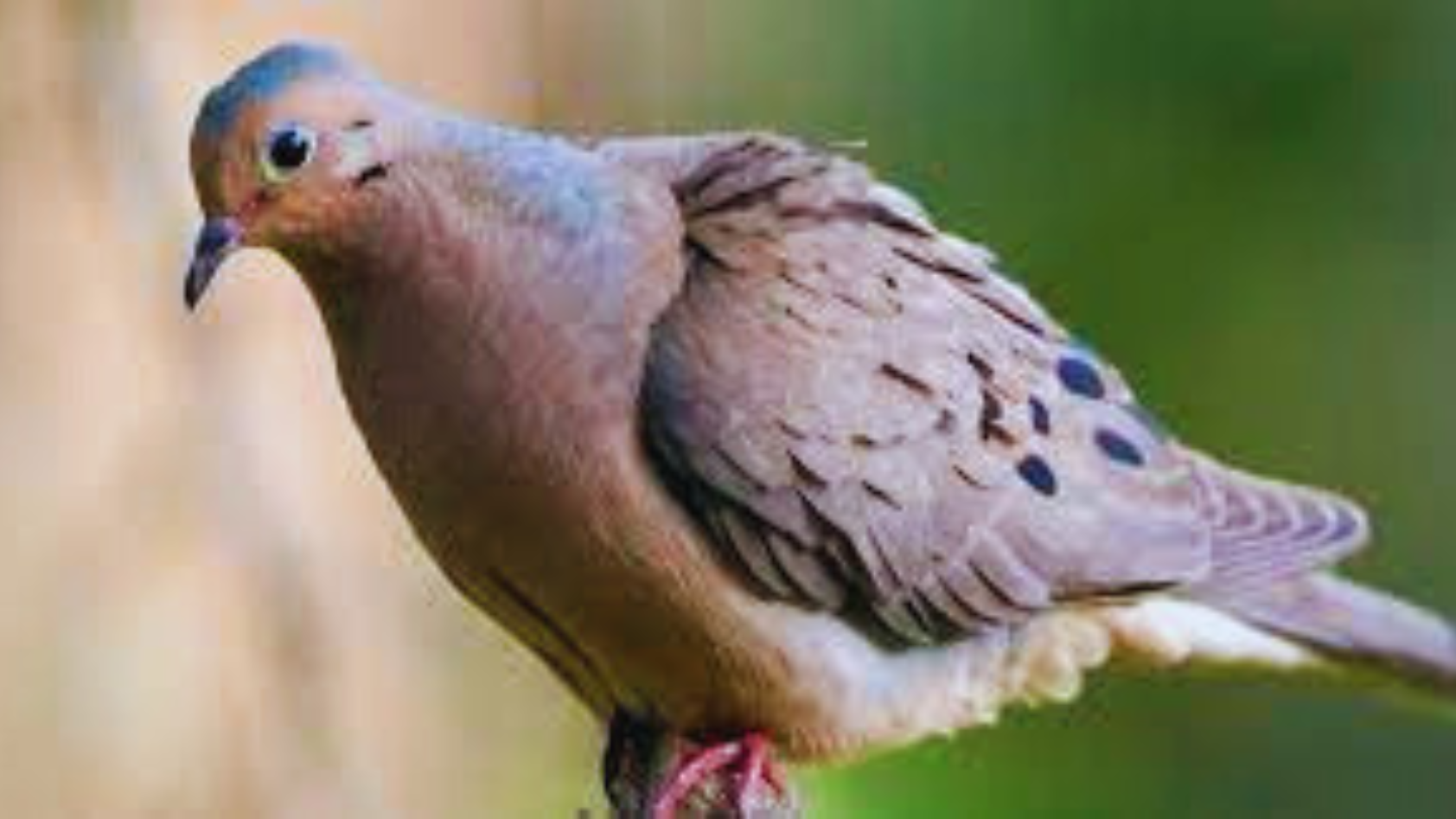 What Do Mourning Doves Eat? Exploring The Culinary Choices Of Peaceful ...