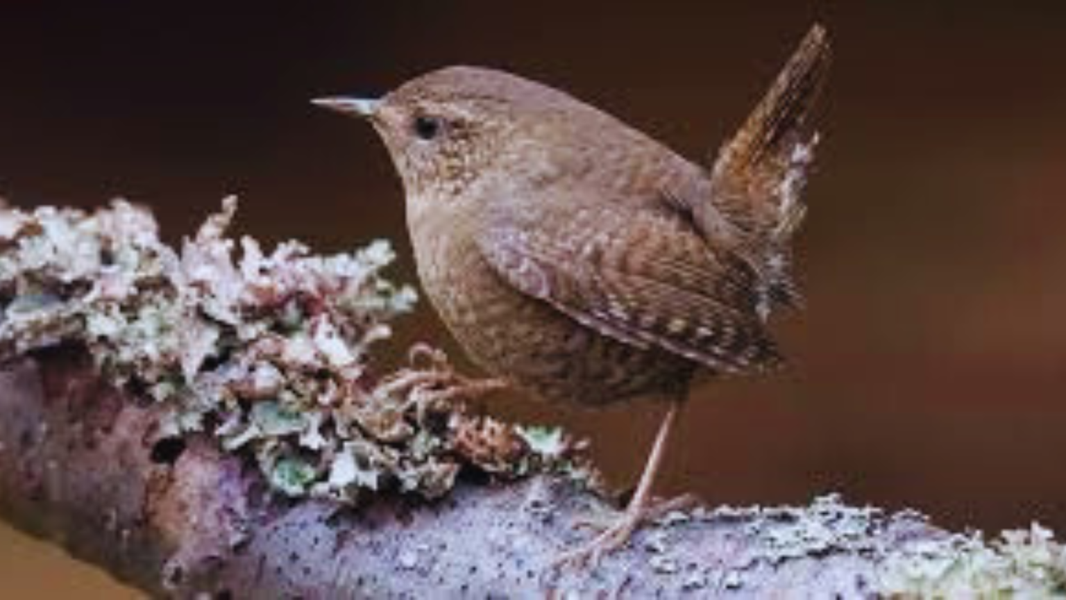 What Does a Wren Sound Like? 7 Magical Melodies Revealed! - Chirper Birds