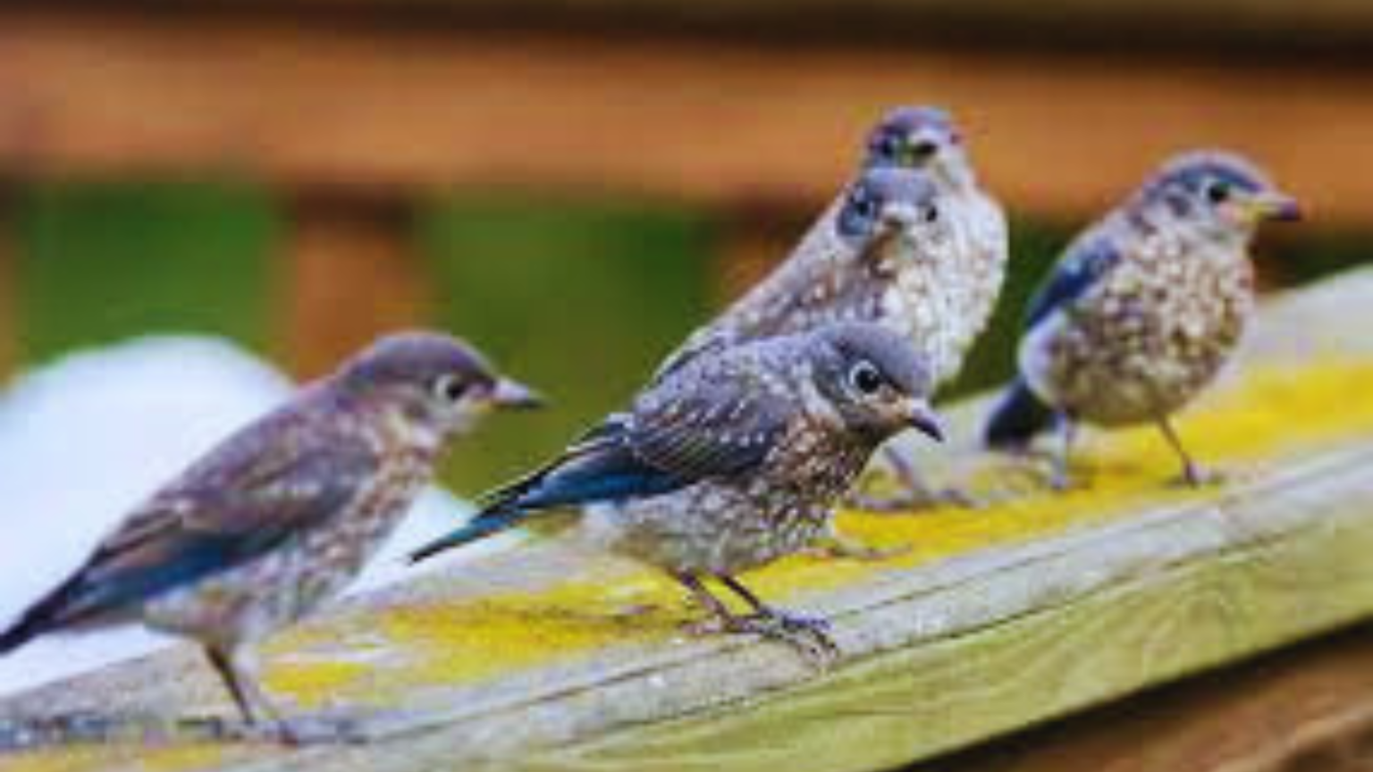 Where Do Fledglings Sleep at Night? The 5 Hidden Truths! - Chirper Birds