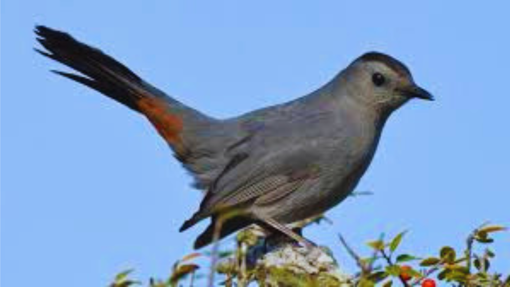 Catbird Call Mastery: 5 Steps to Become an Expert Bird Whisperer ...