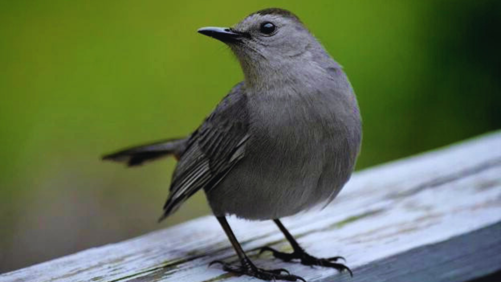 Catbird Call Mastery: 5 Steps to Become an Expert Bird Whisperer ...
