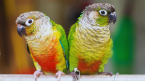2023 Green Cheek Conure Price Guide: How Much Does a Green Cheek Conure ...