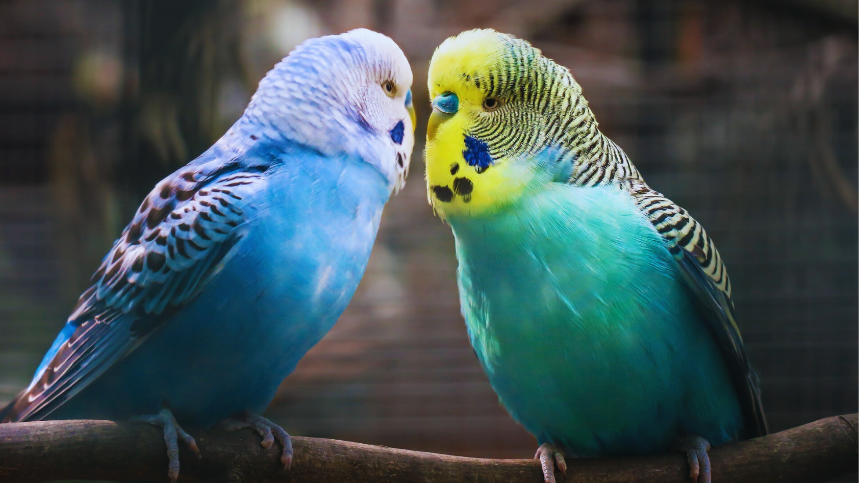 How Long Do Parakeets Live? A Guide to Parakeet Lifespan and Care ...
