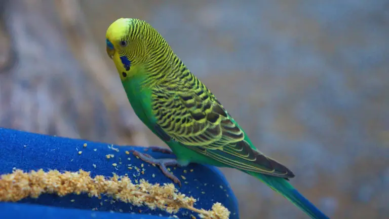 How Long Do Parakeets Live? A Guide to Parakeet Lifespan and Care ...