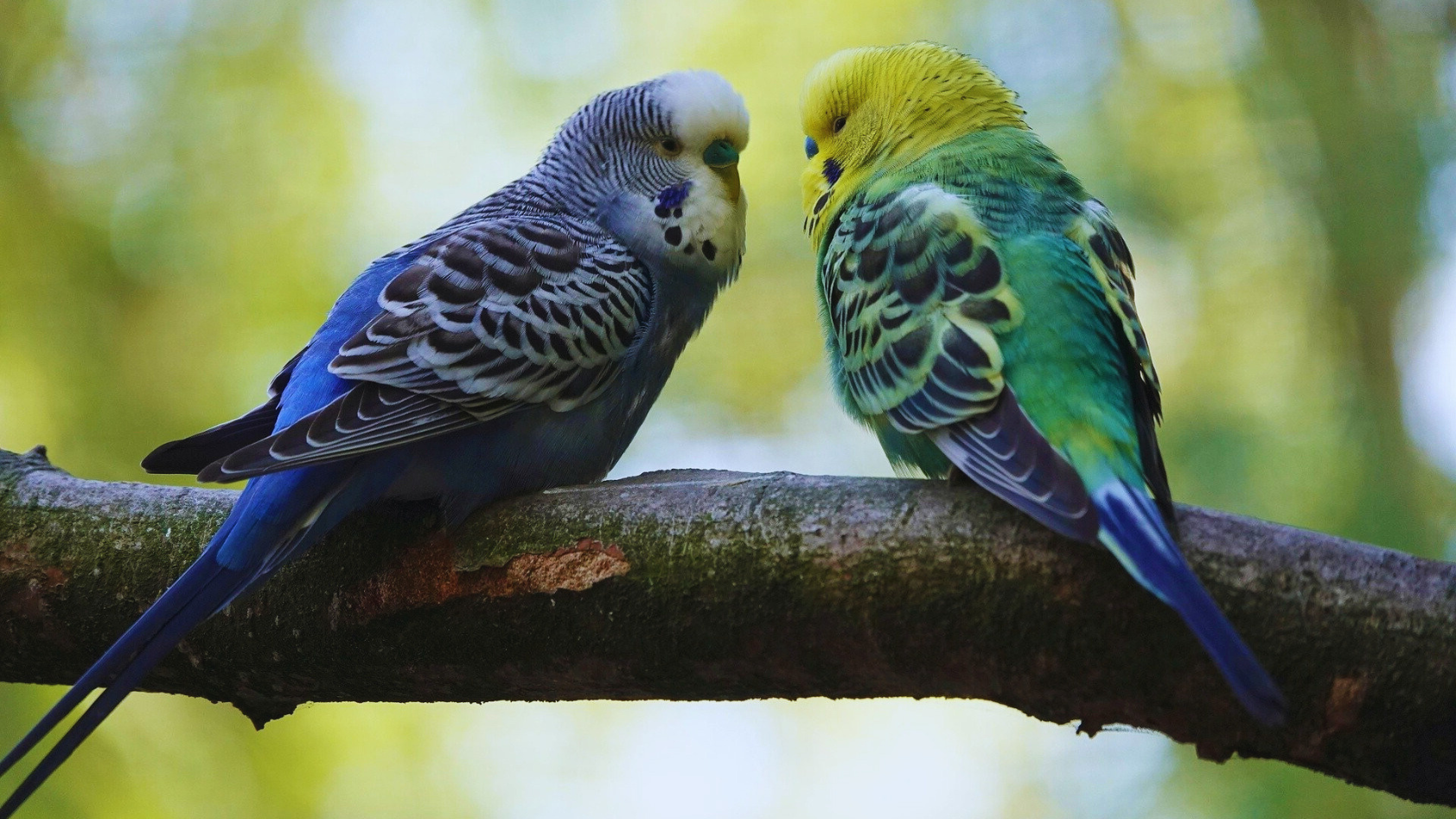 How Long Do Parakeets Live? A Guide to Parakeet Lifespan and Care ...