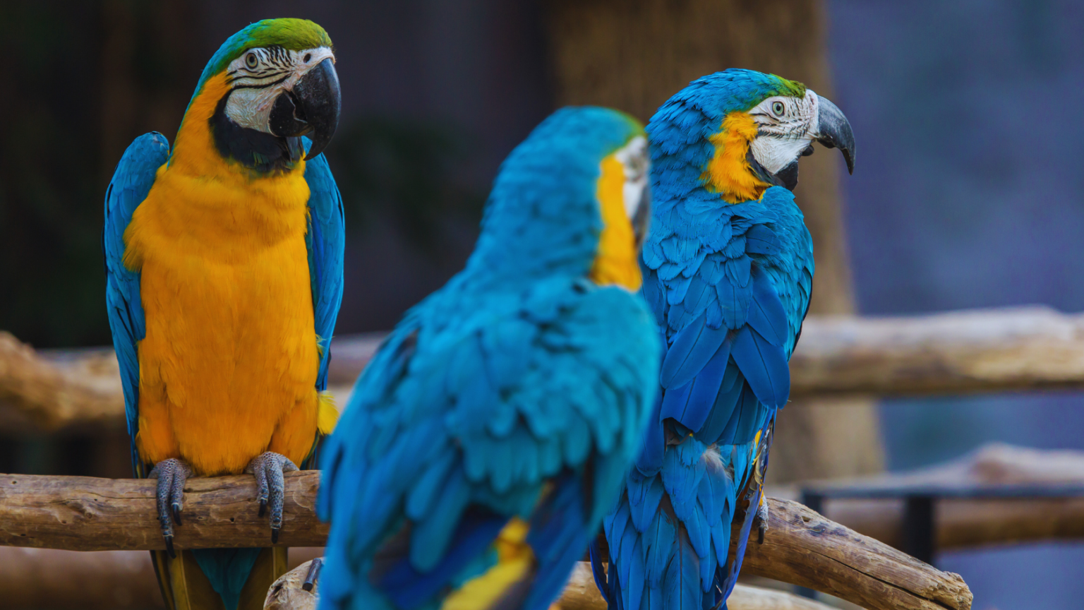 2023 Hyacinth Macaw Price Guide: How Much Does a Hyacinth Macaw Cost ...