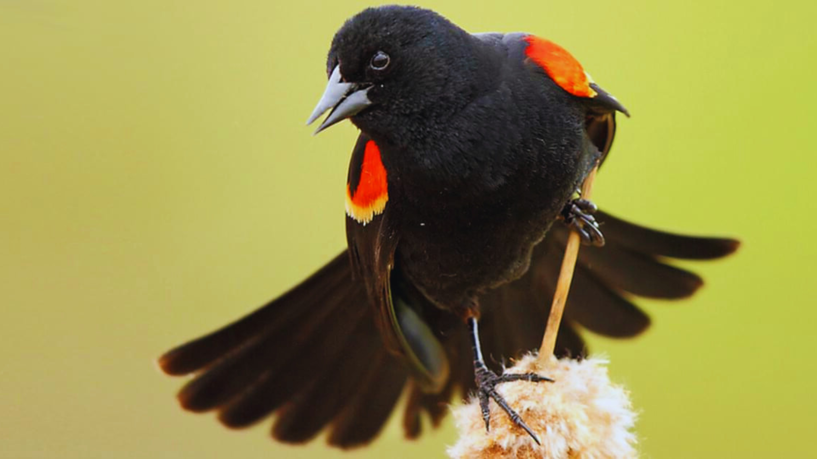 7 Ways Red-Winged Blackbird Spiritual Meaning Can Transform Your Life ...
