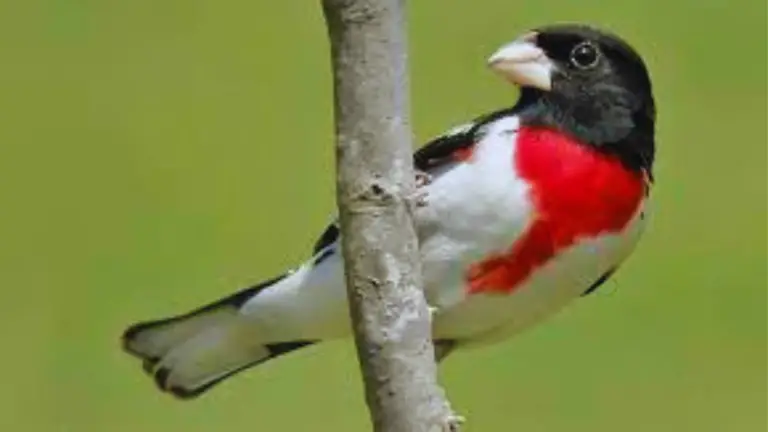 Unveiling the 7 Most Stunning Types of Cardinals! - Chirper Birds
