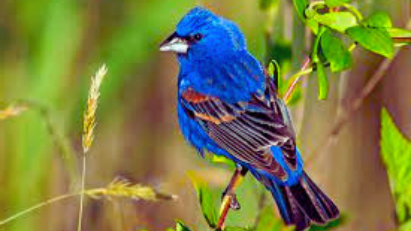 Unveiling the 7 Most Stunning Types of Cardinals! - Chirper Birds