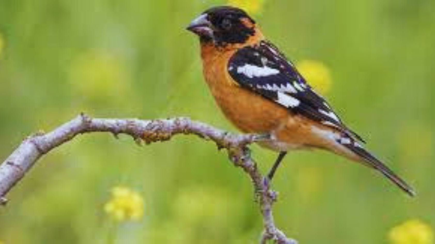 Baltimore Oriole Migration 2023: Witnessing The Spectacular Journey Of ...