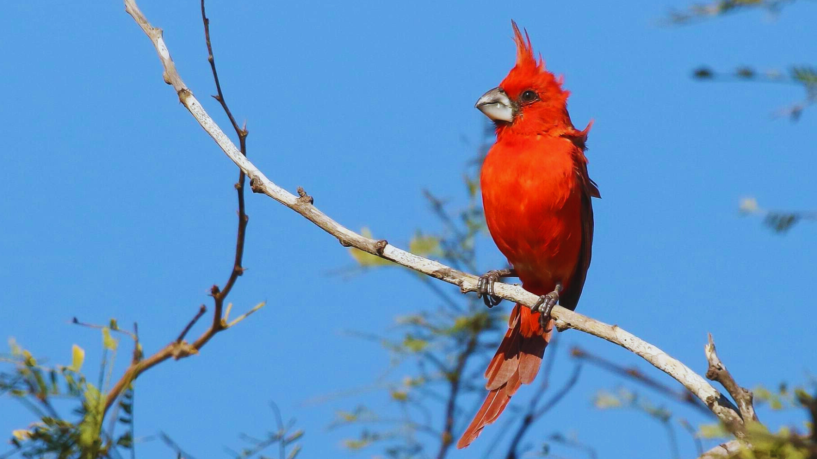 Unveiling the 7 Most Stunning Types of Cardinals! - Chirper Birds