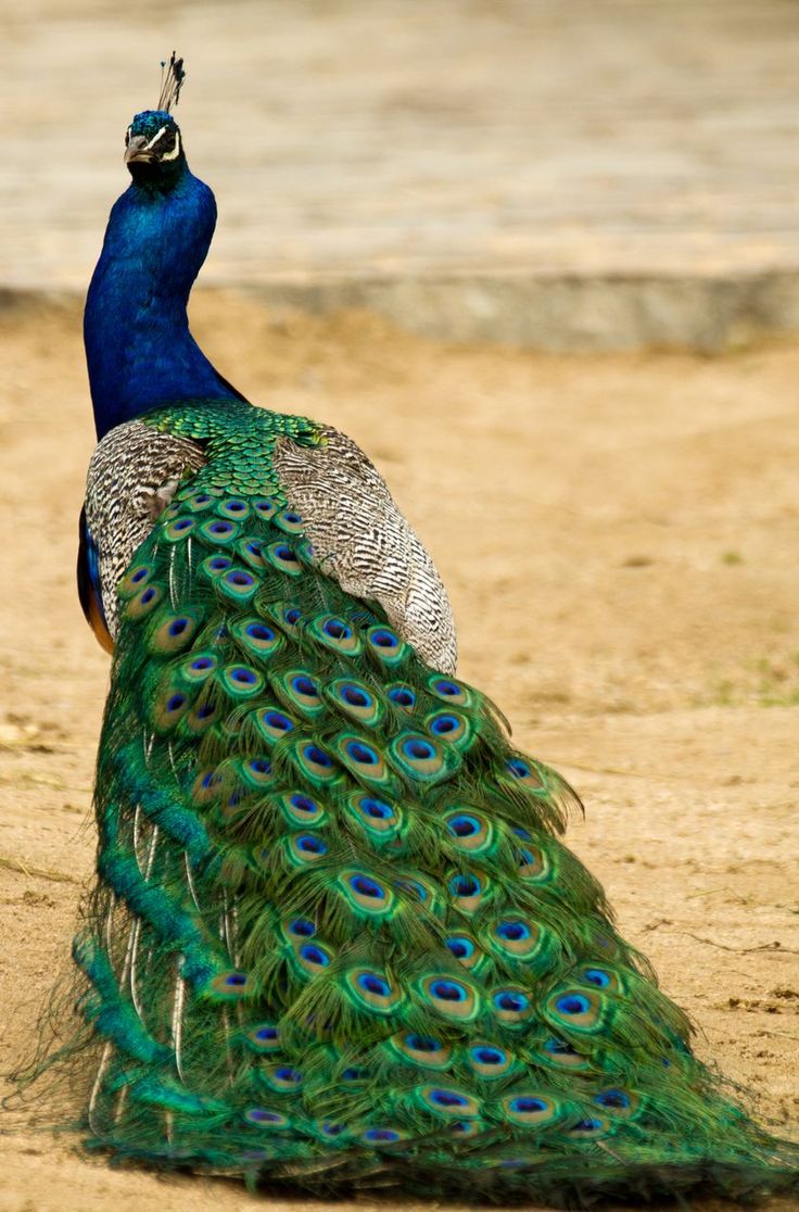 Unlock the Art of Nature: How to Identify Bird Feathers Like a Pro ...