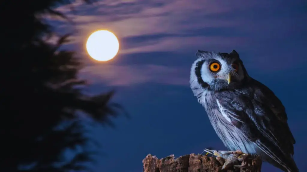Can Owls See in the Dark? Unveiling the 4 Mysterious Secrets - Chirper ...