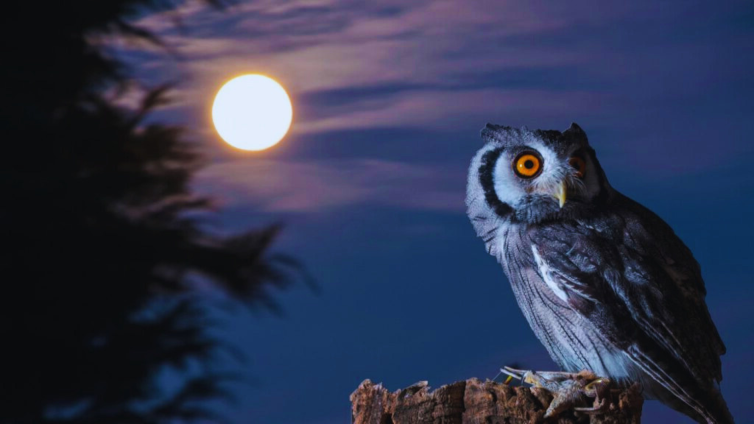 Can Owls See in the Dark? Unveiling the 4 Mysterious Secrets - Chirper ...