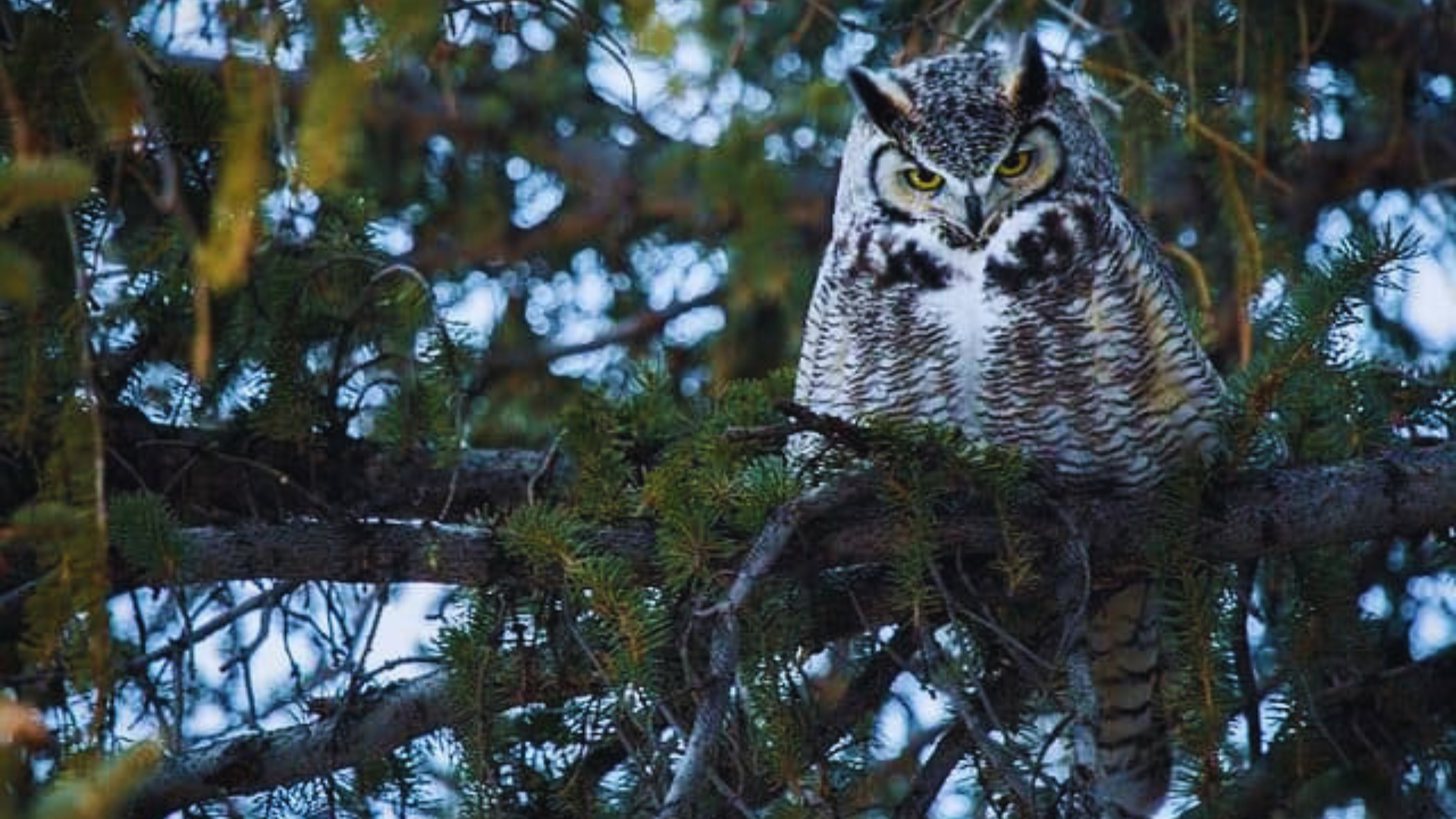 Can Owls See in the Dark? Unveiling the 4 Mysterious Secrets - Chirper ...
