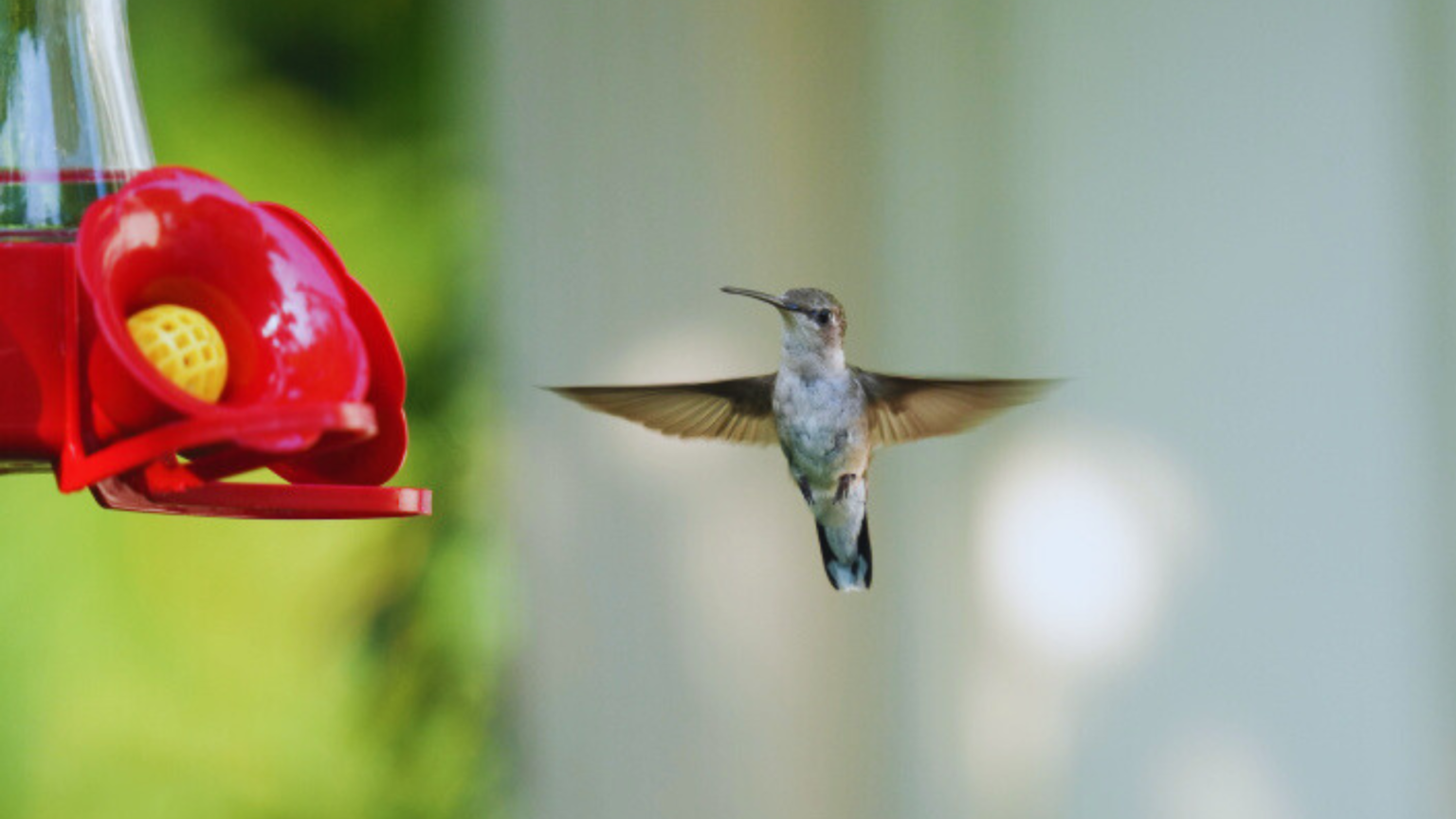 5 Easy Tips of Attracting Hummingbirds in California into Your Gardens ...