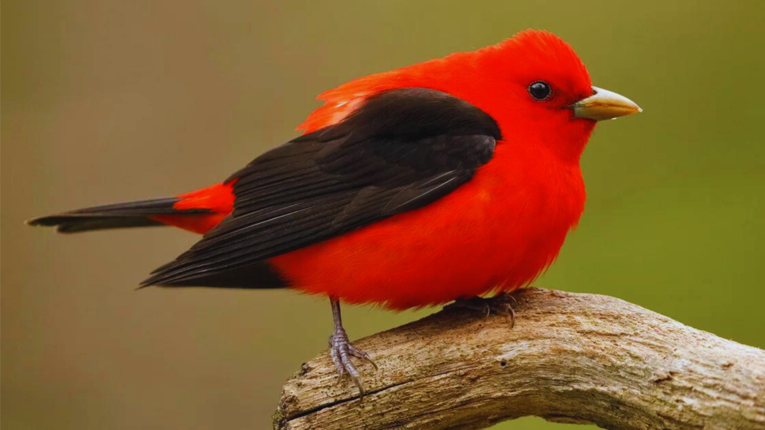Indiana Birds in Focus: The Ultimate Birdwatcher's Guide in 2023 ...