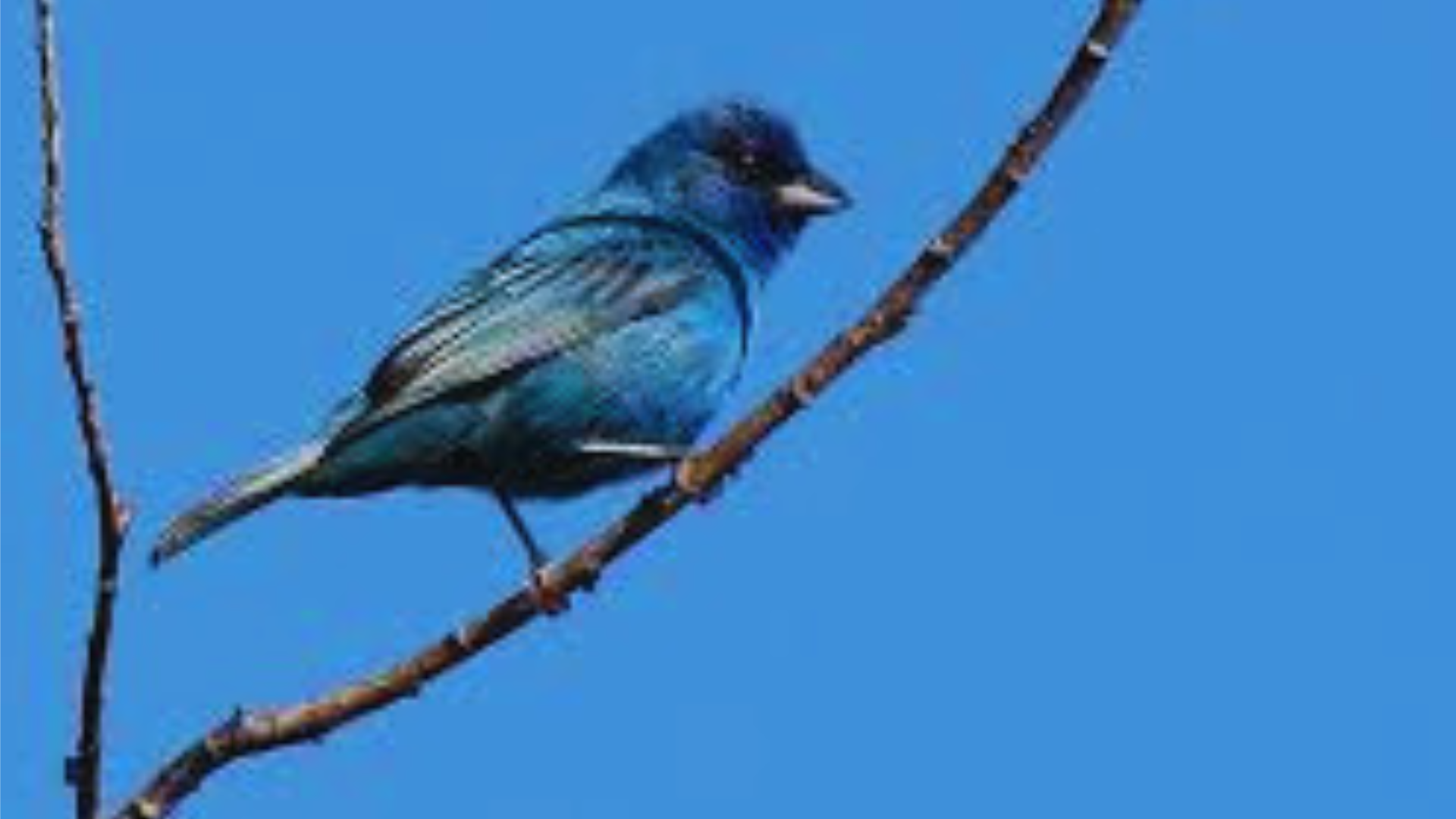 Indiana Birds in Focus: The Ultimate Birdwatcher's Guide in 2023 ...