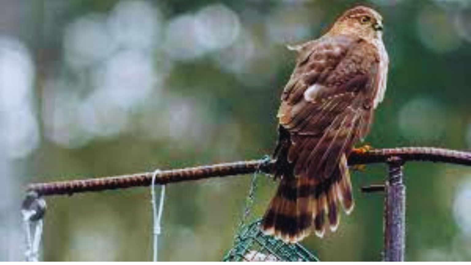 Unveiling the 5 Mystery: Why Do Hawks Screech? ???? - Chirper Birds