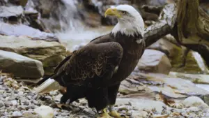 Do Bald Eagles Attack Humans? - Chirper Birds